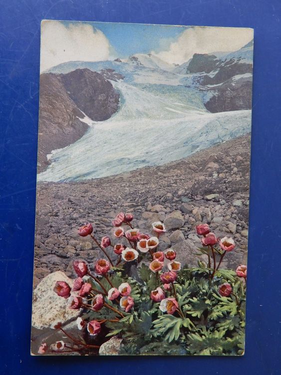 ca.100jährig,Ranunculus glacialis,Photoc (Gebraucht) in Emmenbrücke für ...