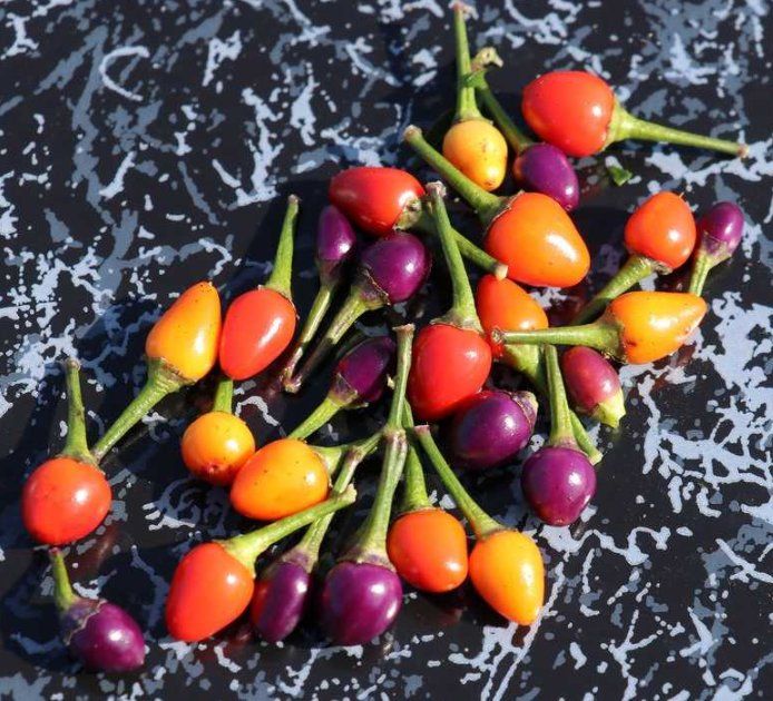 Saatgut - 50 Samen Chili ''Bolivian Rainbow" (Gebraucht) in Stäfa für ...