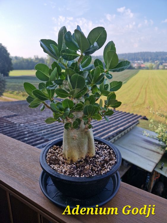 Adenium Godji (Gebraucht) in Wolfwil für CHF 35 – nur Abholung auf Ricardo kaufen