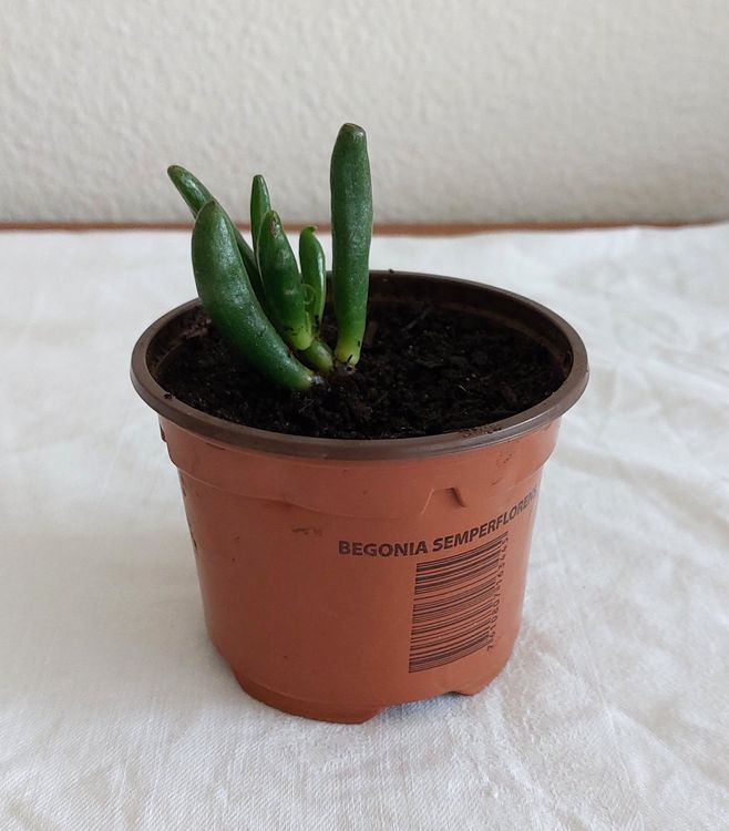 Bewurzelter kleiner Geldbaum Setzling (Crassula Ovata) (Neu (gemäss ...