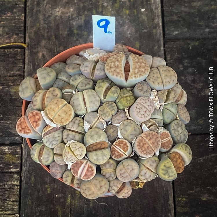 Lithops - lebende Steine aus dem südlichen Afrika (Neu und ...