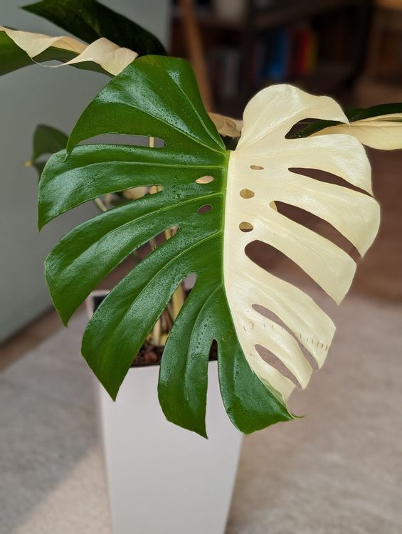 Monstera Deliciosa Albo - Cream Variegata Large Form (Neu (gemäss ...