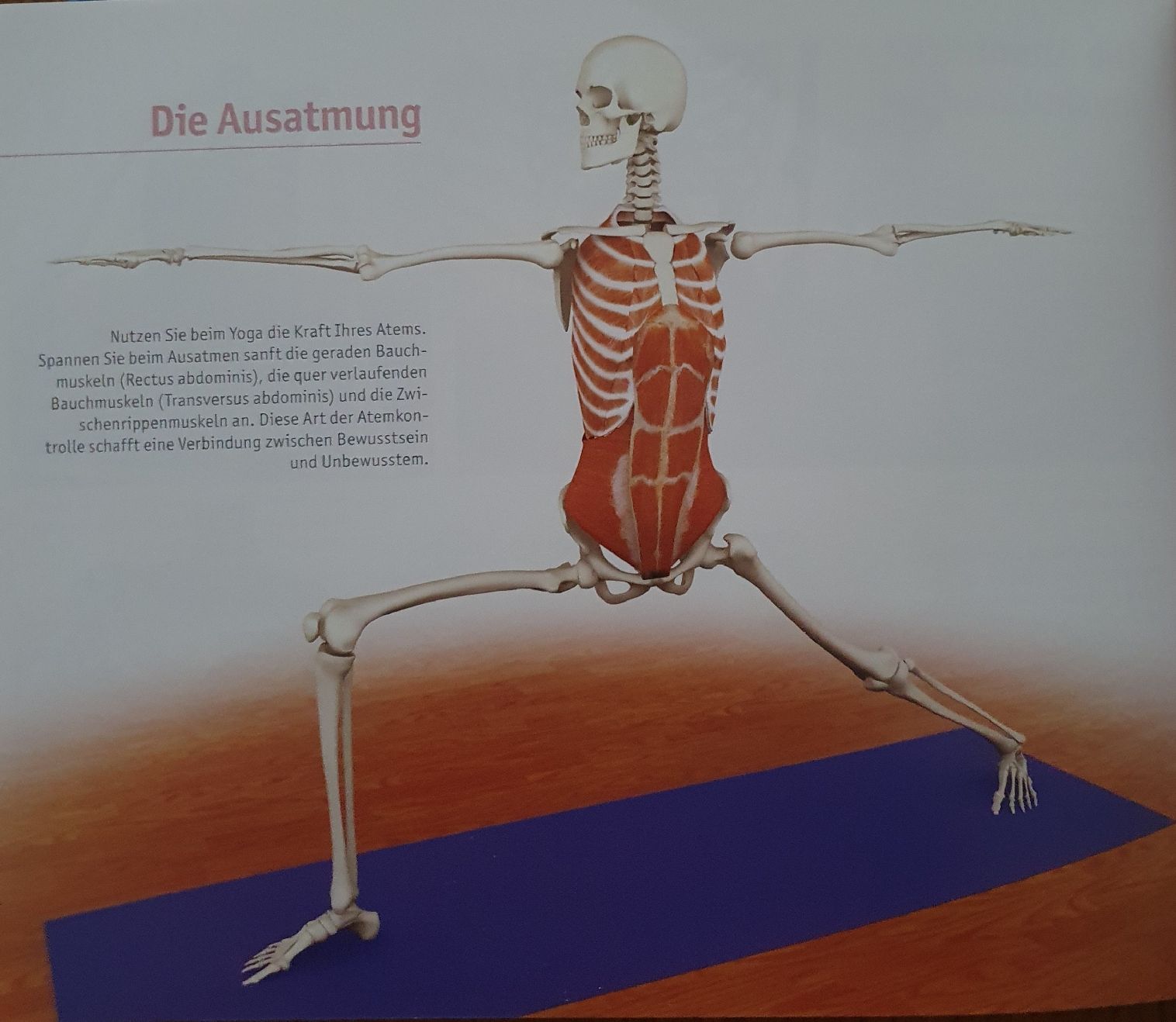 Yoga Anatomie 3D: Ray Long, Band 1, Top Zustand! (Neu (gemäss ...