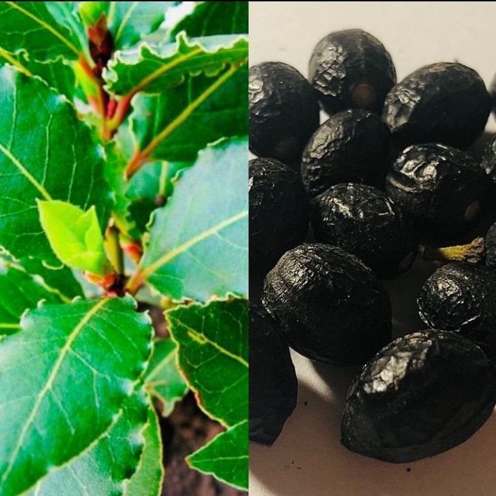 Ab 15 fr 20 Stk SAMEN LORBEER BAUM WILD & DUFTIG‪ (Neu und ...