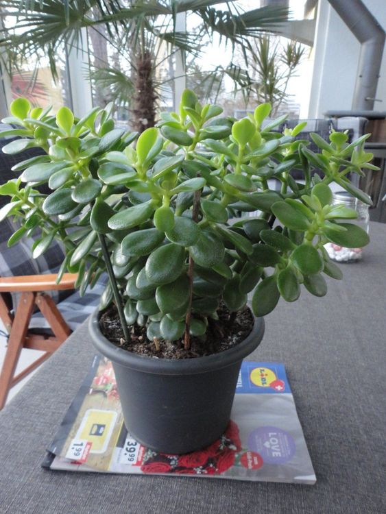 Geldbaum Pflanze 47 cm hoch | Kaufen auf Ricardo