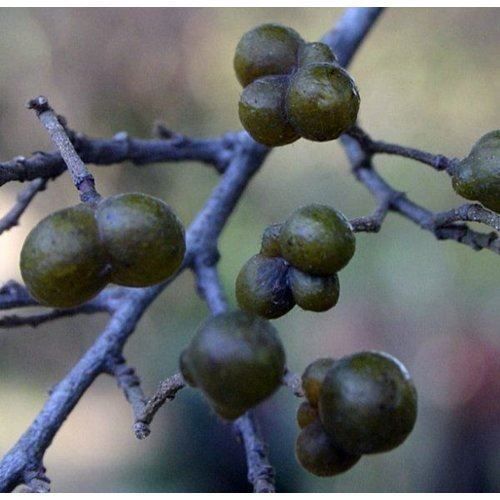 Crossberry 20cm (fruit très sucré) (Neuf (Voir description)) à ...