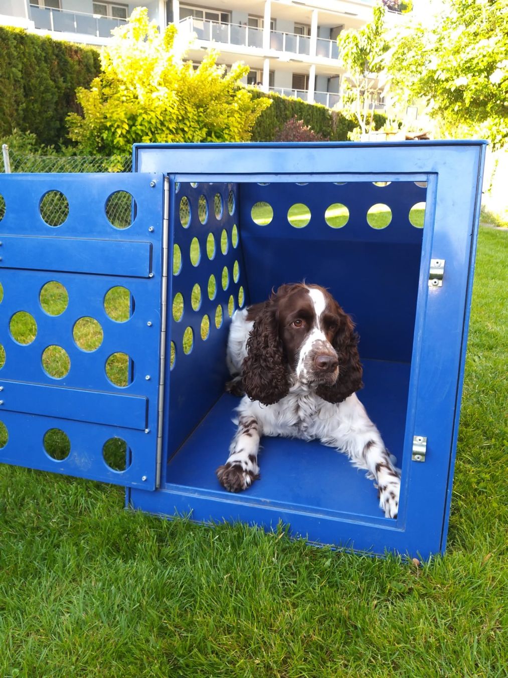 Hunde-Auto-Box (Gebraucht) in Sattel für CHF 19 – nur Abholung auf Ricardo kaufen