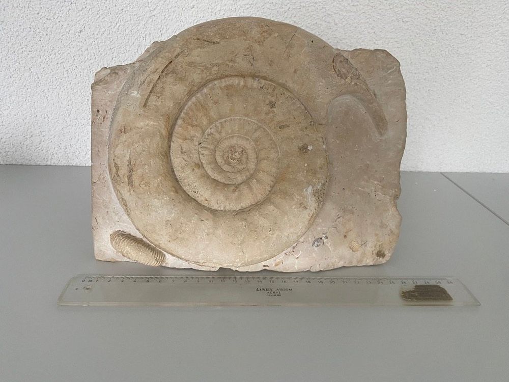 Wunderschöne grosse Versteinerung Ammonit (Gebraucht) in Niederlenz für CHF 149 – mit Lieferung ...