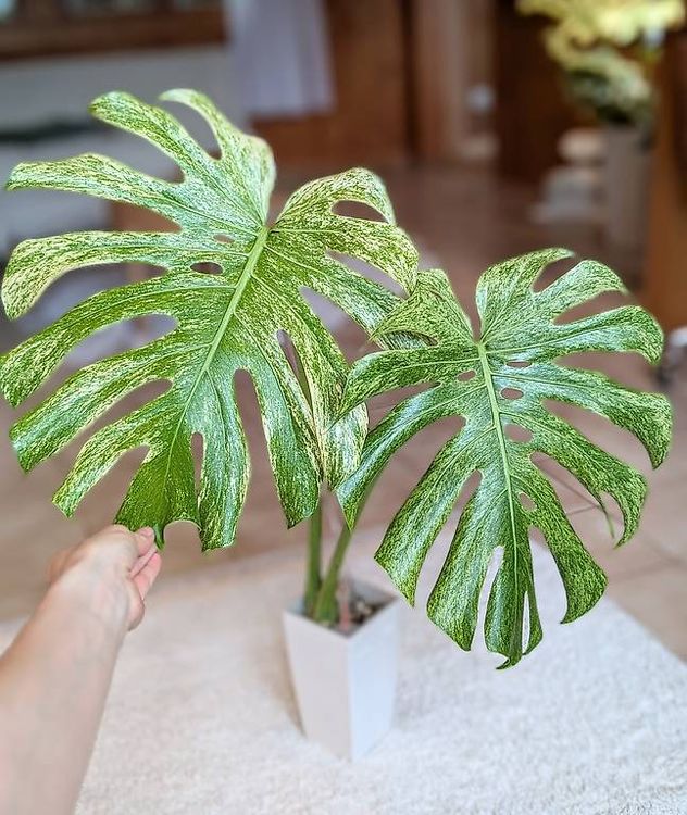 Monstera Deliciosa Sphinx Mint Variegata (Neu (gemäss Beschreibung)) in ...