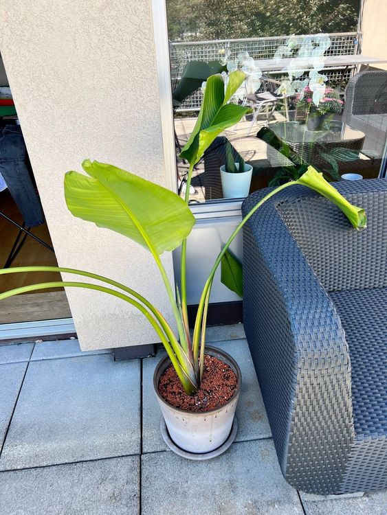 Strelitzie Pflanze | Kaufen auf Ricardo