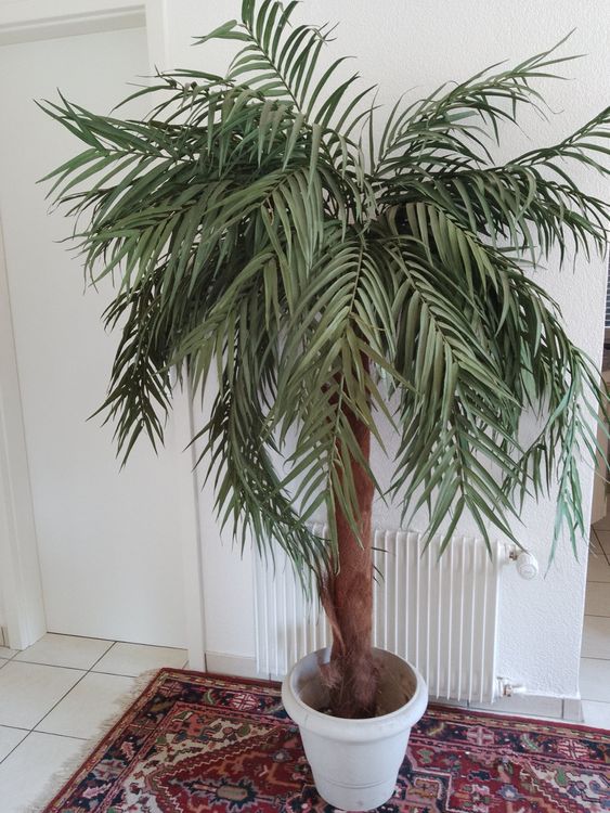 Deko Palme | Kaufen auf Ricardo