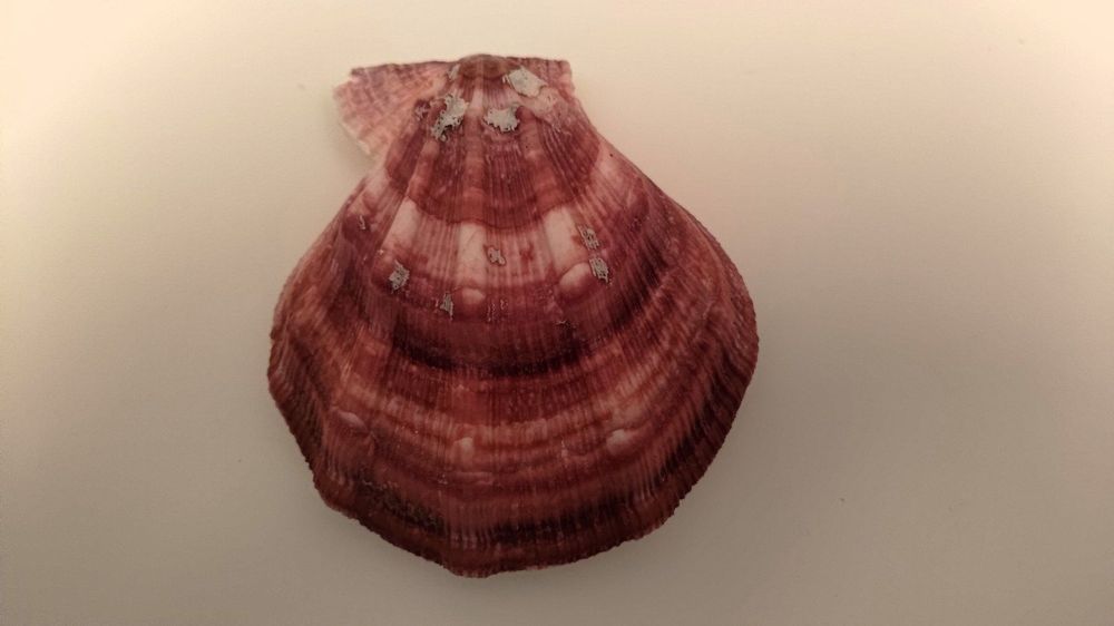 Chlamys swifti Ganze Muschel aus Japan (Gebraucht) in Bern für CHF 40 ...