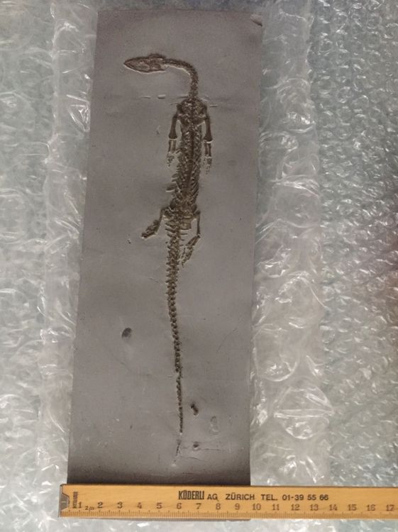 Neusticosaurus pusillus - Moulage TOP (Gebraucht) in Davos Dorf für CHF ...