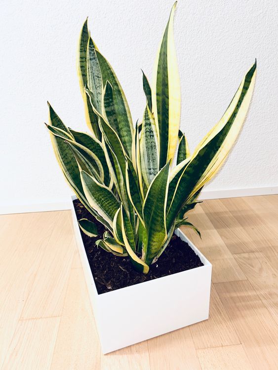 Sansevieria Pflanze Golden Flame Plant with Large Pot (Gebraucht) in ...