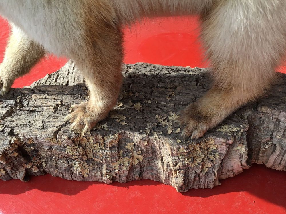 Fouine martre (?) empaillée taxidermie | Kaufen auf Ricardo