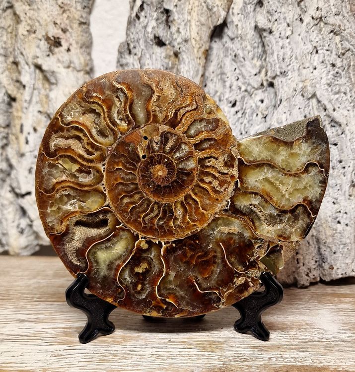 Ammonit 237g (Neu (gemäss Beschreibung)) in Matzingen für CHF 20 – mit Lieferung auf Ricardo kaufen