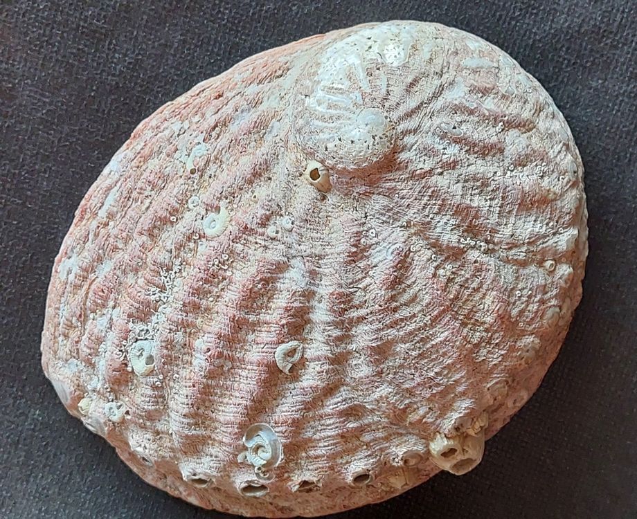 Robuste Riesen-Muschel ca. 15x12x4 cm / Gewicht : 138 gr. (Gebraucht ...