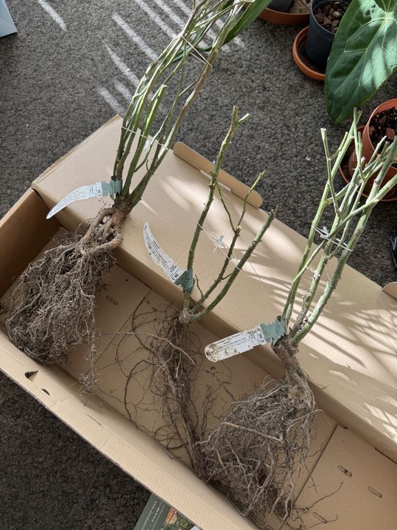 Bare root roses from David Austin (Neu (gemäss Beschreibung)) in Bern ...