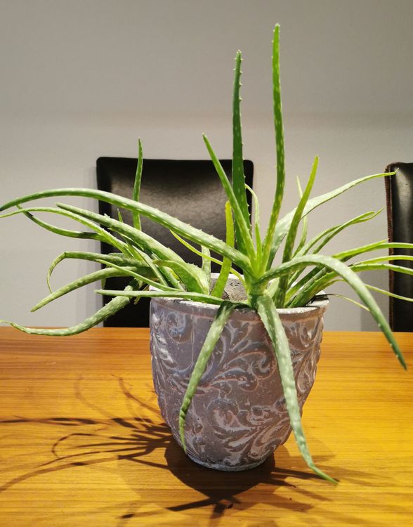 Aloe Vera Pflanze im Beton-Topf mit Unterteller (Gebraucht) in Egg b ...