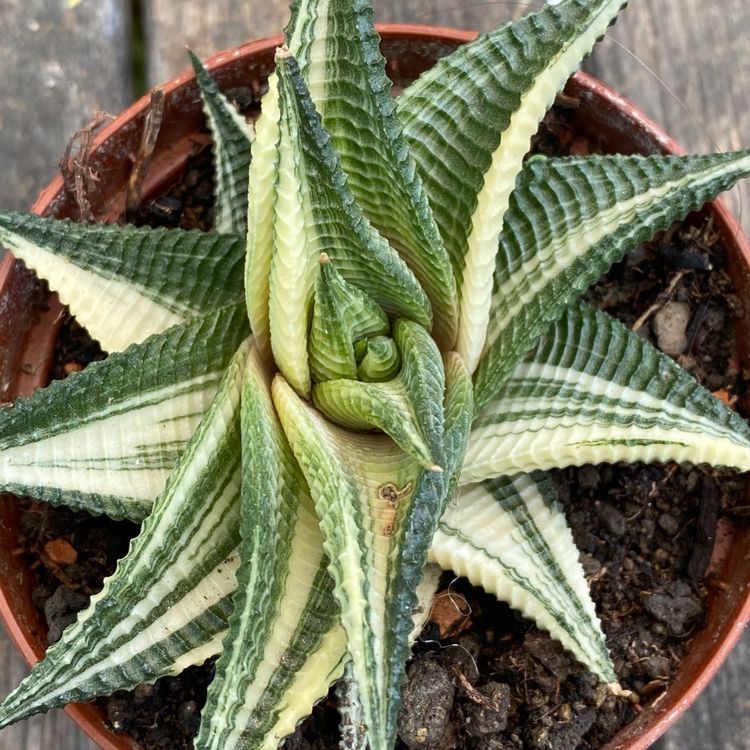 Haworthia Limifolia "Aurea" Variegata . (Neu (gemäss Beschreibung)) in Adliswil für CHF 51 – mit ...