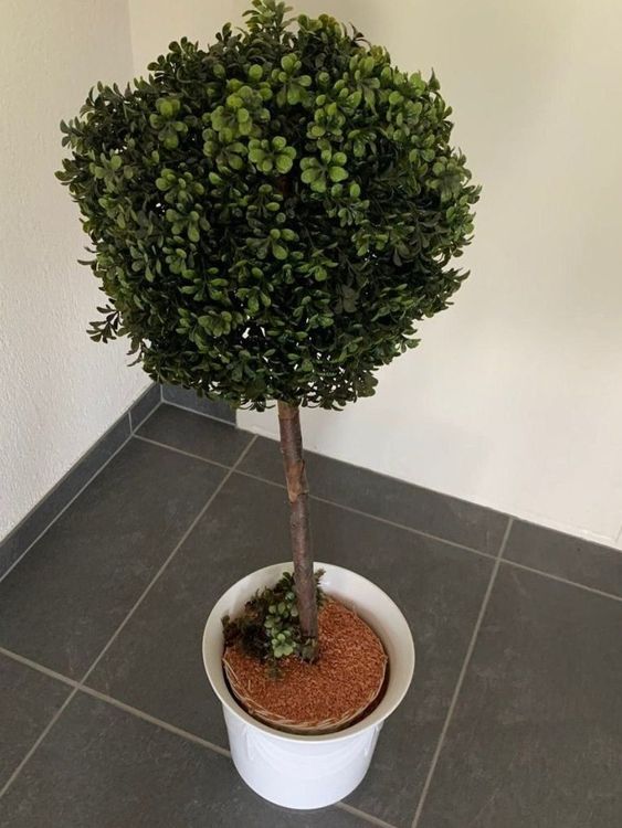 künstlicher Buxbaum (Gebraucht) in Amriswil für CHF 15 – nur Abholung ...