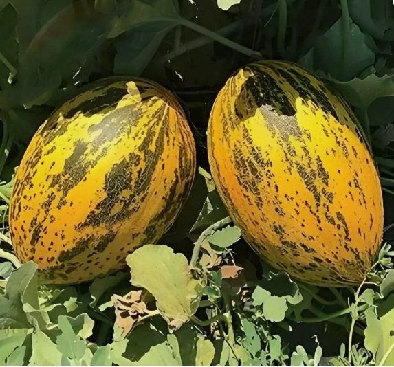 Honigmelone Pflanzen Kaufen