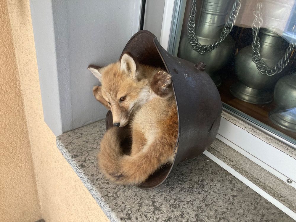 Renardeau dans un casque à boulons | Kaufen auf Ricardo