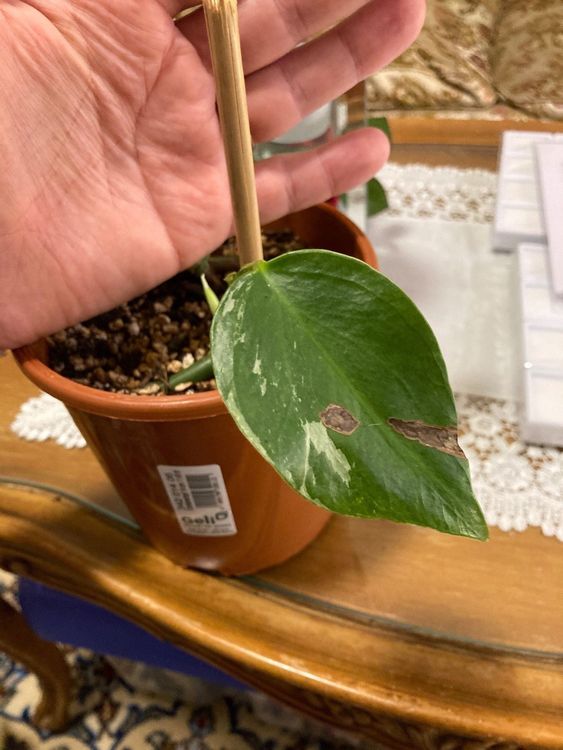 Mini monstera variegata (Gebraucht) in für CHF 20 – nur Abholung auf ...
