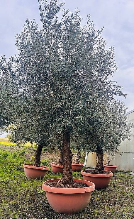 Olivenbaum "Big-Bowl" II (Gebraucht) in Zuckenriet für CHF 780 – nur Abholung auf Ricardo kaufen