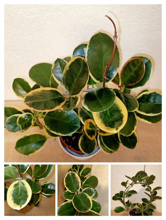 Hoya Australis Outer Variegated | Kaufen auf Ricardo