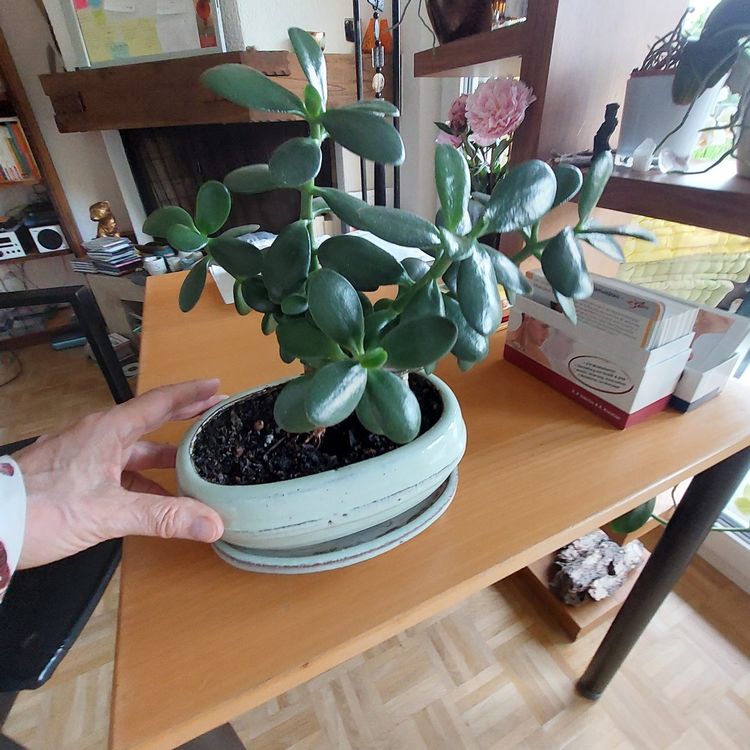 Bonsai, Geldbaum aus Madeira (Gebraucht) in Freienbach für CHF 20 – nur ...
