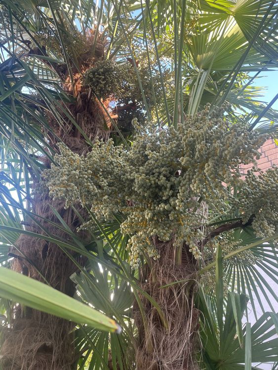 Wunderschöne Deko Palmenblütenzweige frisch von der Palme. (Neu und originalverpackt) in Schötz ...