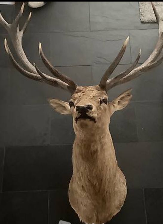 Hirsch Präparat (Gebraucht) in Niederhelfenschwil für CHF 900 – nur ...