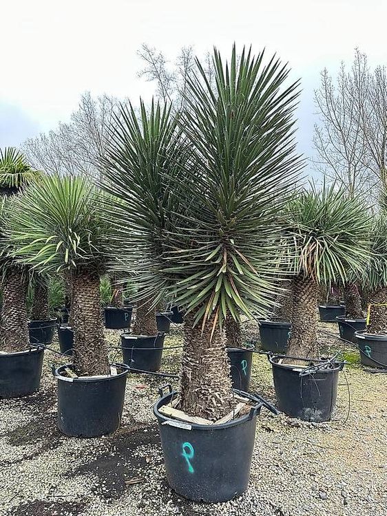 Yucca filifera multihead (Gebraucht) in Zuckenriet für CHF 2190 – nur ...
