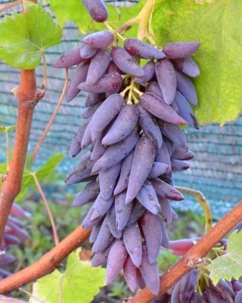 Vigne Raisin de collection WITCH FINGER (Neuf (Voir description)) à ...