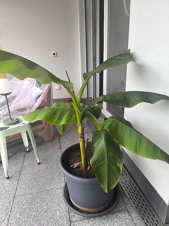 Bananenbaum (Gebraucht) in Lachen SZ für CHF 1 – nur Abholung auf ...