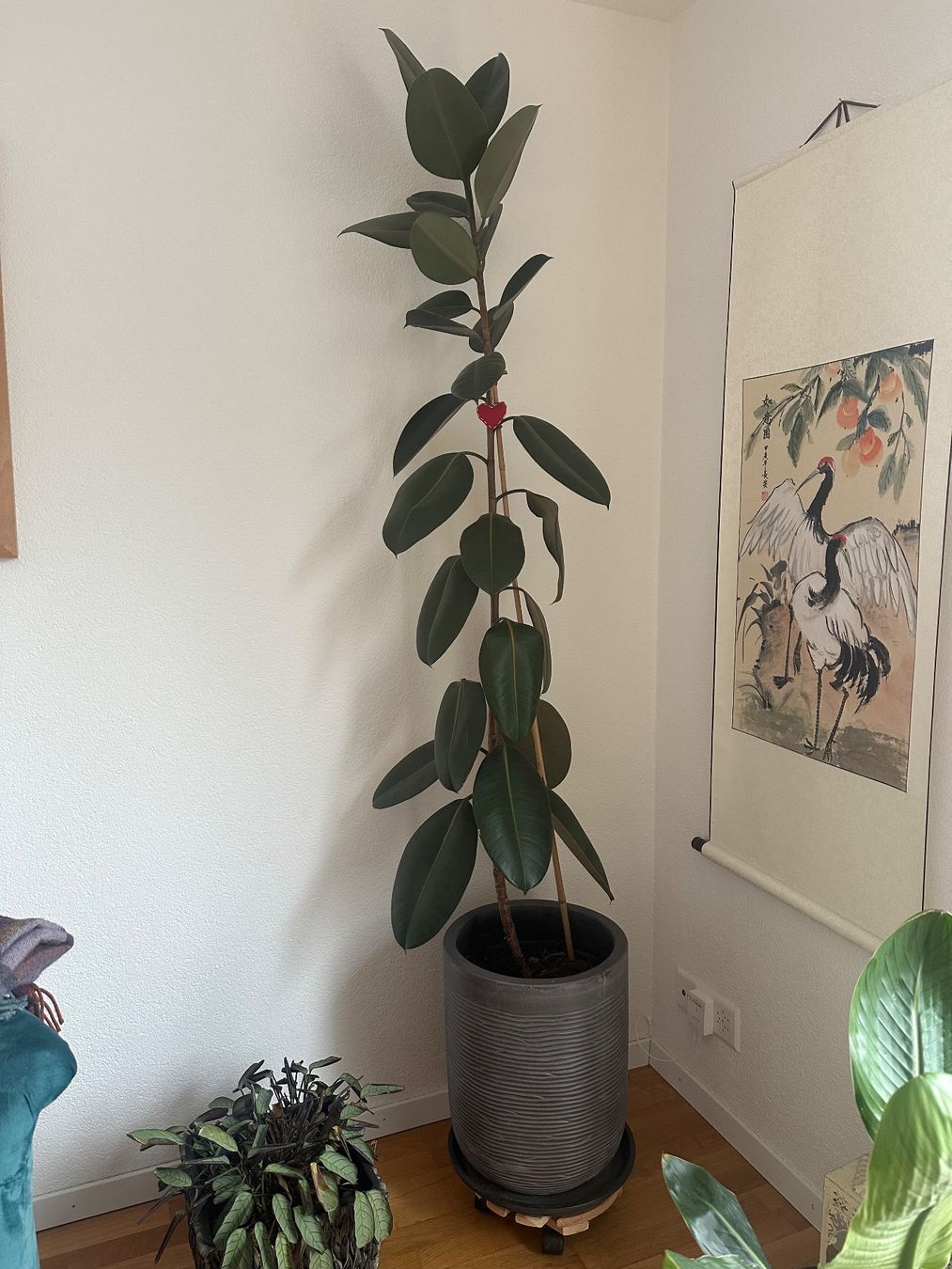 Ficus Elastica (Gummibaum) mit Übertopf und Rollbrett (Neu (gemäss ...