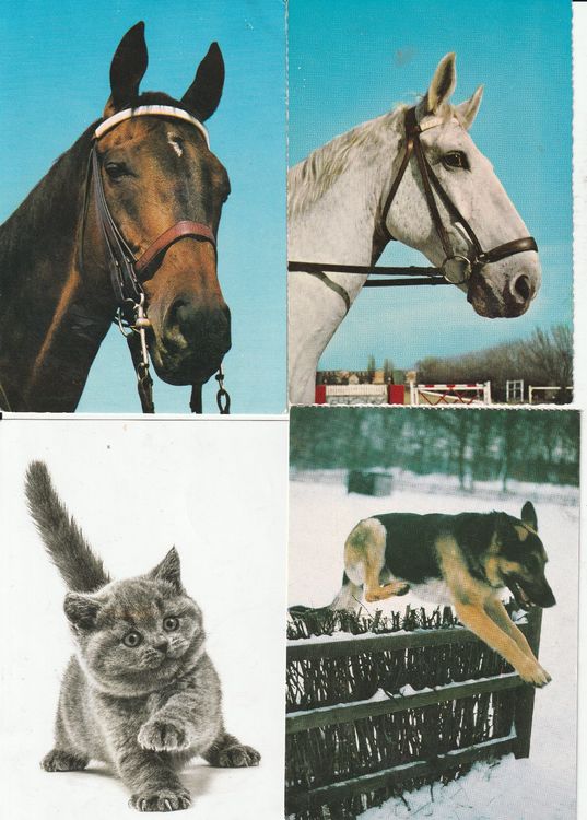 55 Karten mit Tieren | Kaufen auf Ricardo