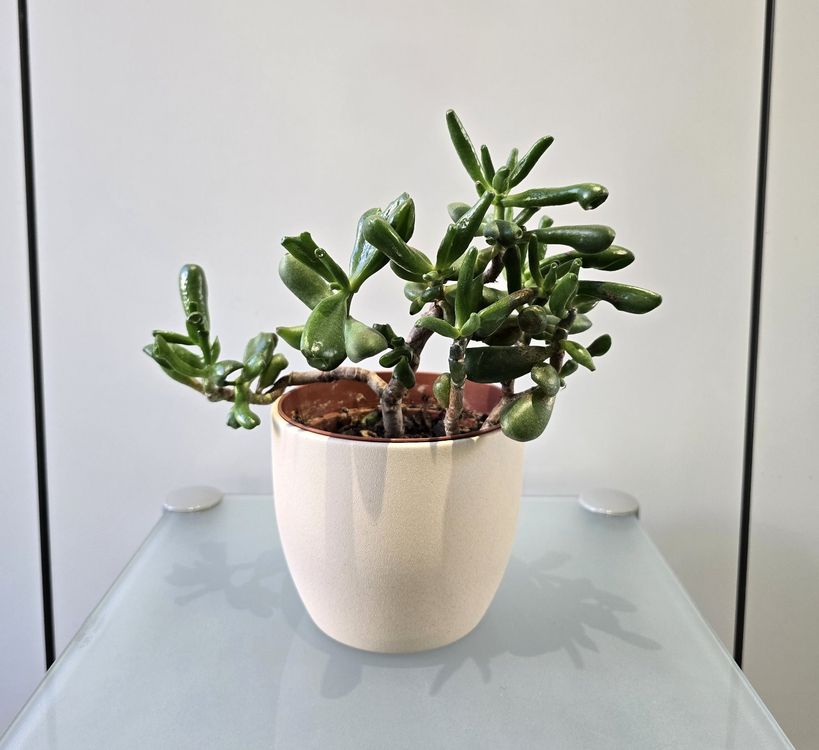 Pflanze Geldbaum Crassula ovata Gollum Dickblatt 25 cm (Gebraucht) in ...