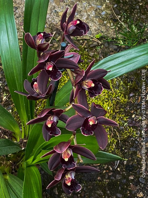 Cymbidium Black Cali Night Orchidee bringt Dich zum Staunen | Kaufen ...