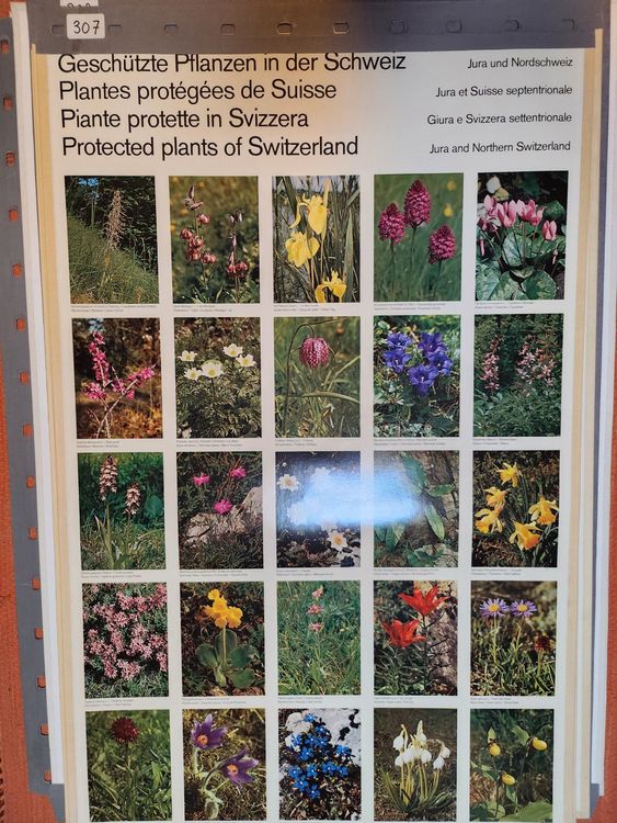3 Schulwandbilder: "Geschützte Pflanzen der Schweiz" | Kaufen auf Ricardo