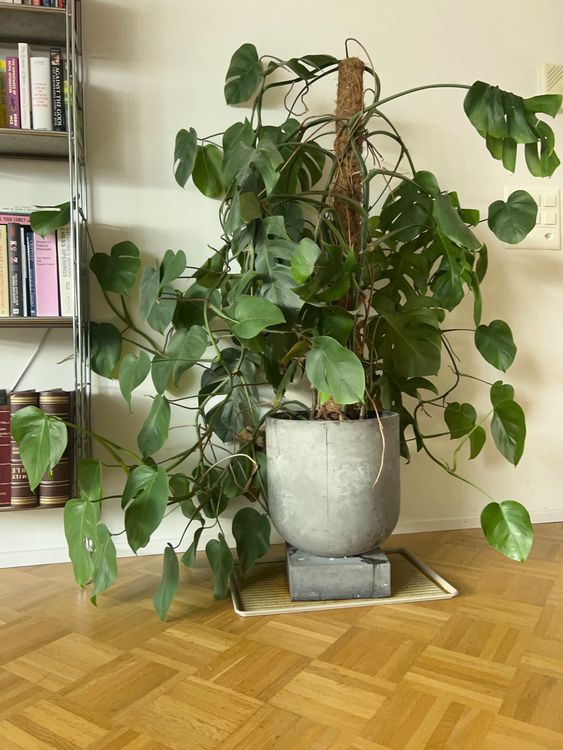 Grosse Monstera Deliciosa im Bolia-Topf | Kaufen auf Ricardo