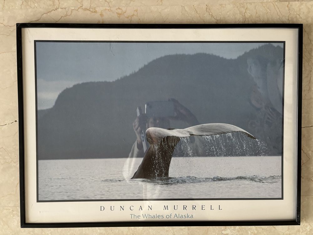 Original Duncan Murrell Alaska Wal Poster (Gebraucht) in Kilchberg ZH ...