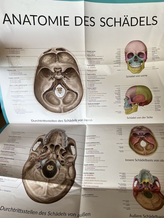 Anatomie Poster Schädel Medizin Studium Lernen, Amboss Plaka (Gebraucht ...