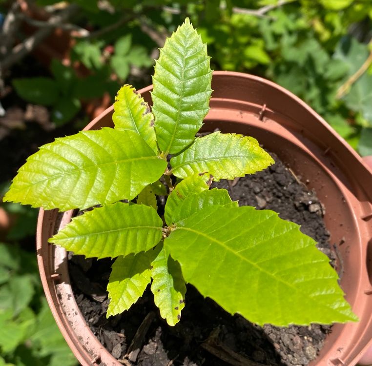 Kleiner Marroni Baum 10 cm Edelkastanie nur Abholung | Kaufen auf Ricardo