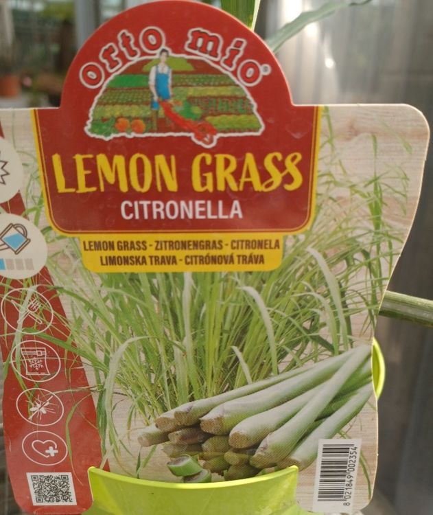 LEMON GRAS 50 cm in den Topf. Seltene Pflanze zu finden (Neu und ...