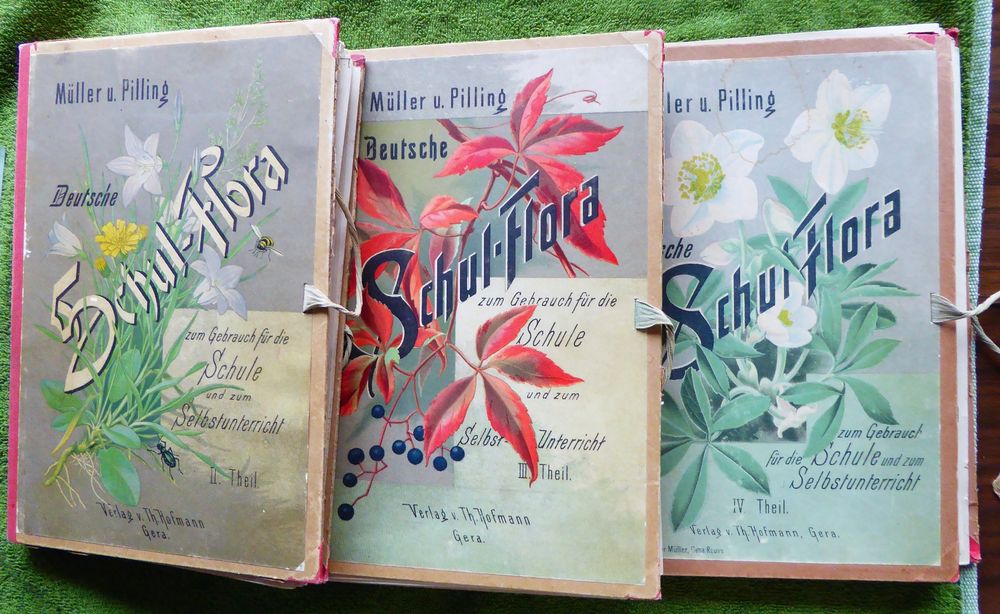 Deutsche Schulflora. 238 chromolithographische Tafeln. 1894 (Gebraucht) in Affoltern am Albis ...