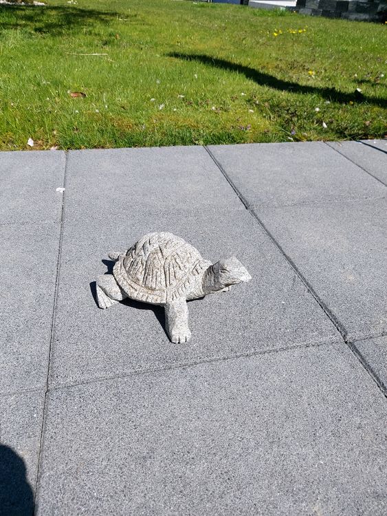 Schildkröte | Kaufen auf Ricardo