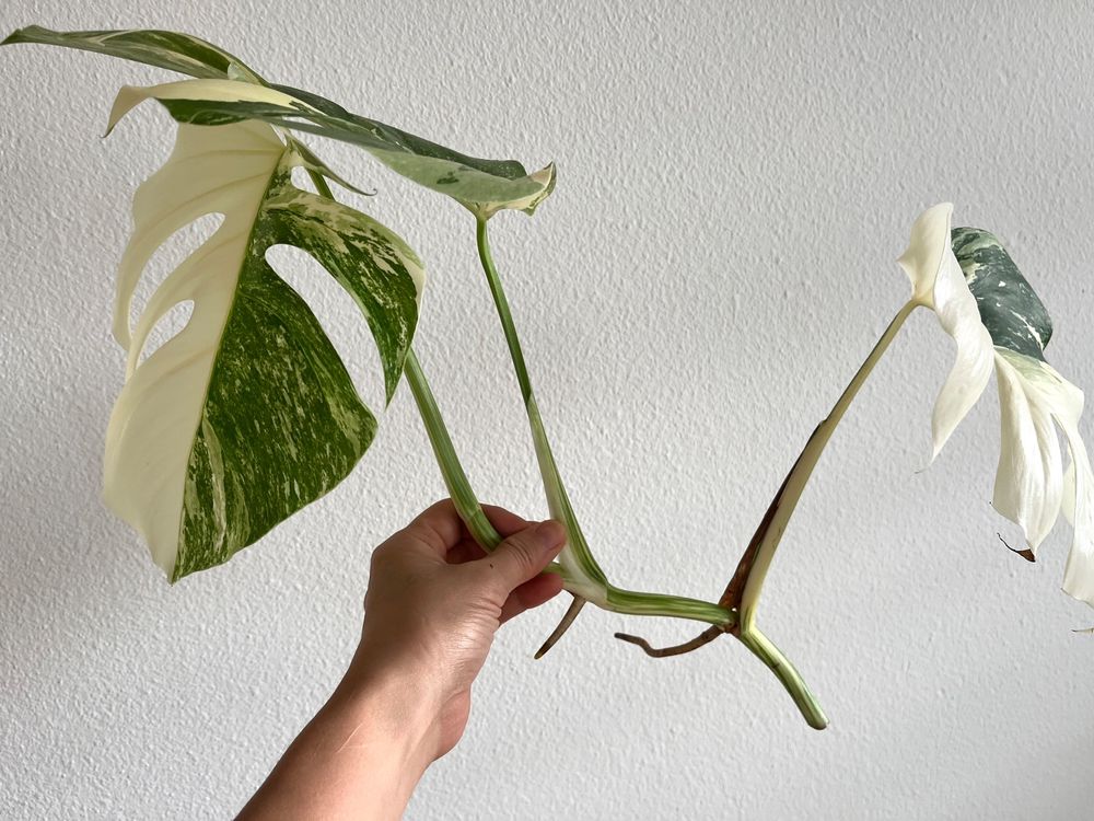 Monstera variegata Top cut A | Kaufen auf Ricardo