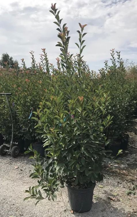 Red-Robin Hecke/Busch (Gebraucht) in Nebikon für CHF 20 – nur Abholung ...